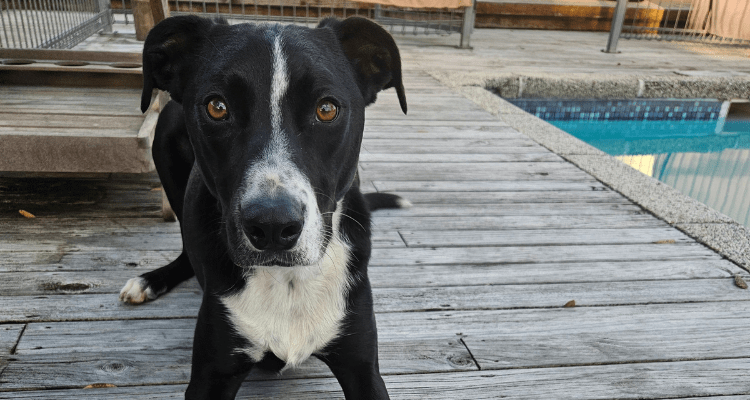Dogs for Adoption | The Dog Rescue Project