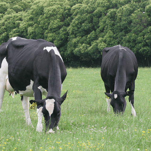 Sustainable Fertiliser & Farm Fertiliser Solutions | Fertco NZ
