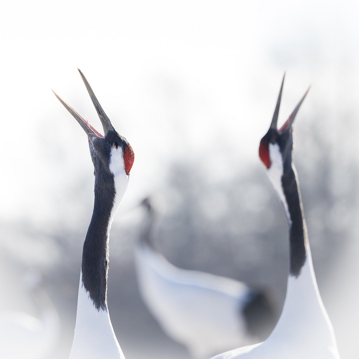 Japan Bird Photography Tour | Maddox Photography NZ