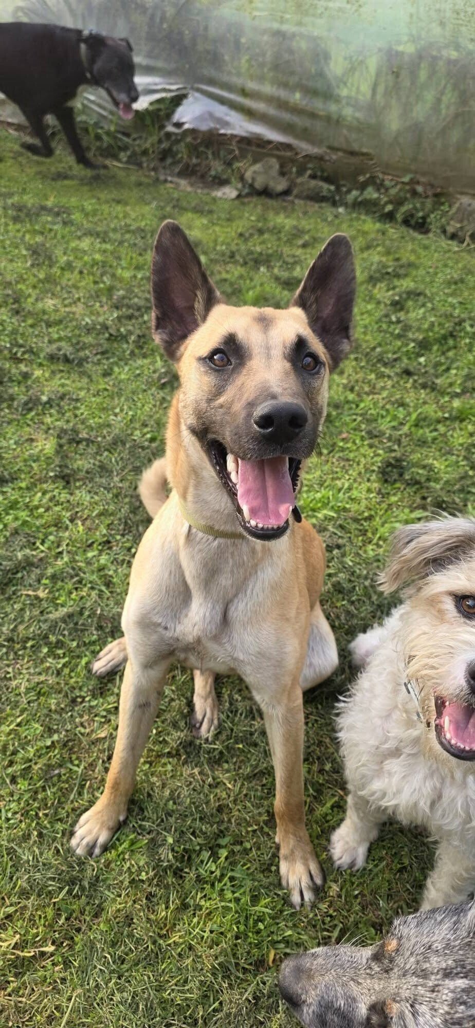 Dogs for Adoption | The Dog Rescue Project