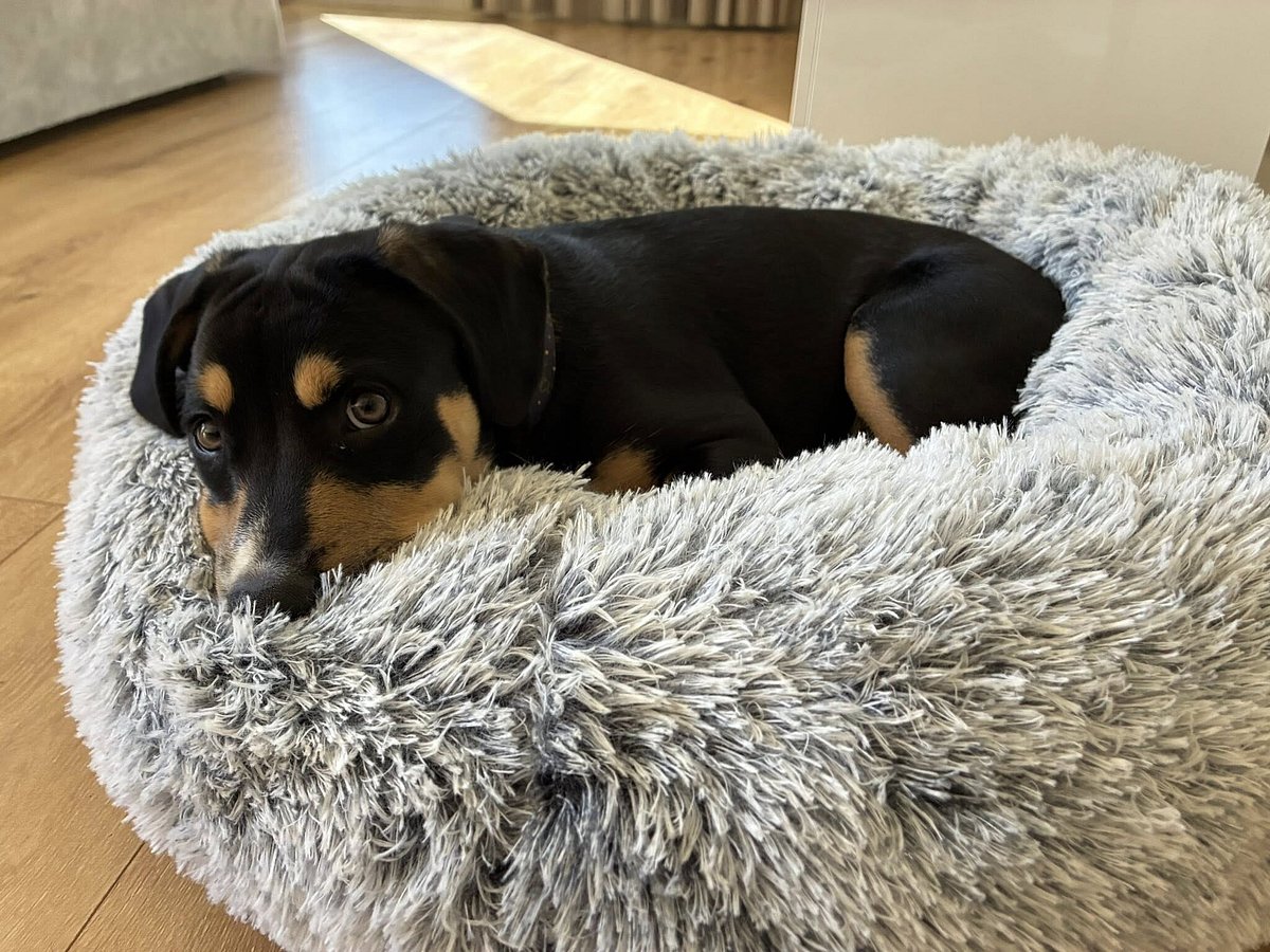 Dogs for Adoption | The Dog Rescue Project
