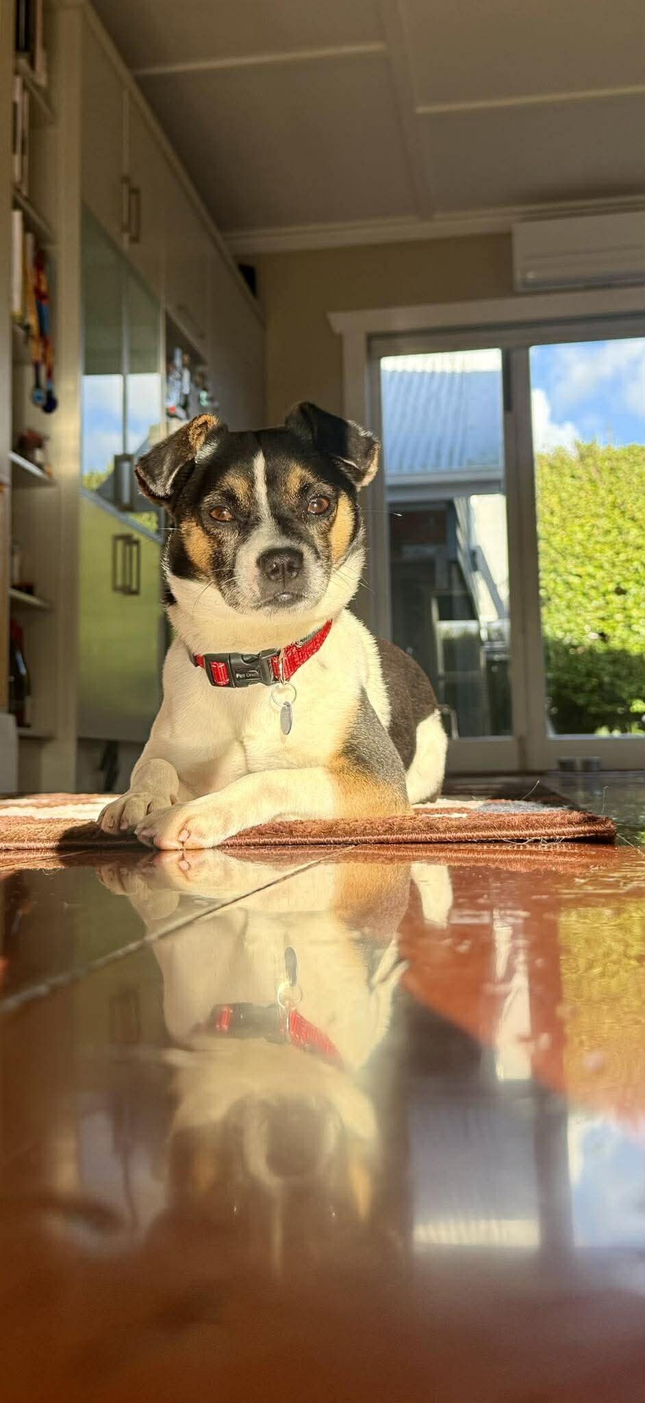 Wallace | The Dog Rescue Project