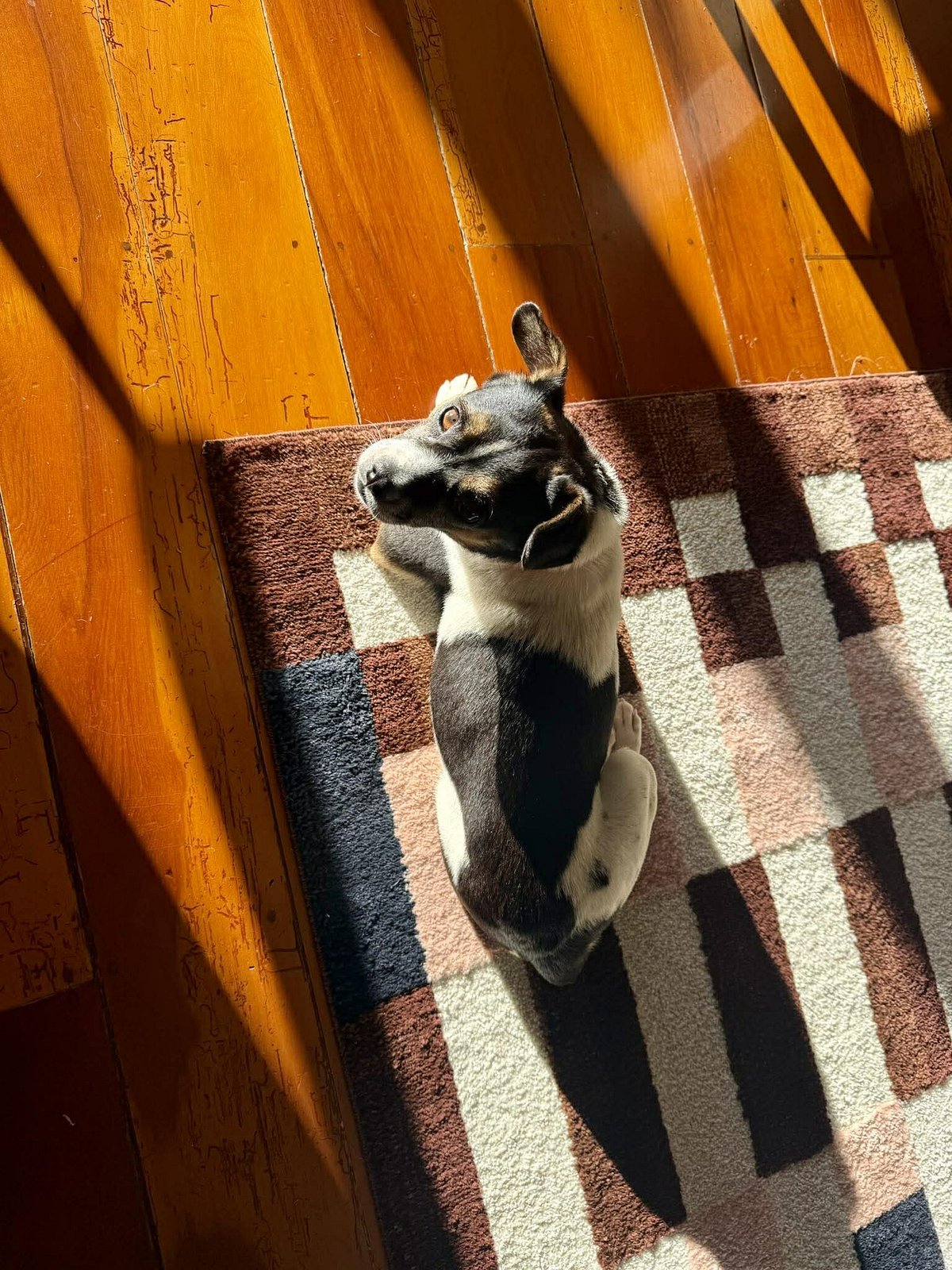 Wallace | The Dog Rescue Project