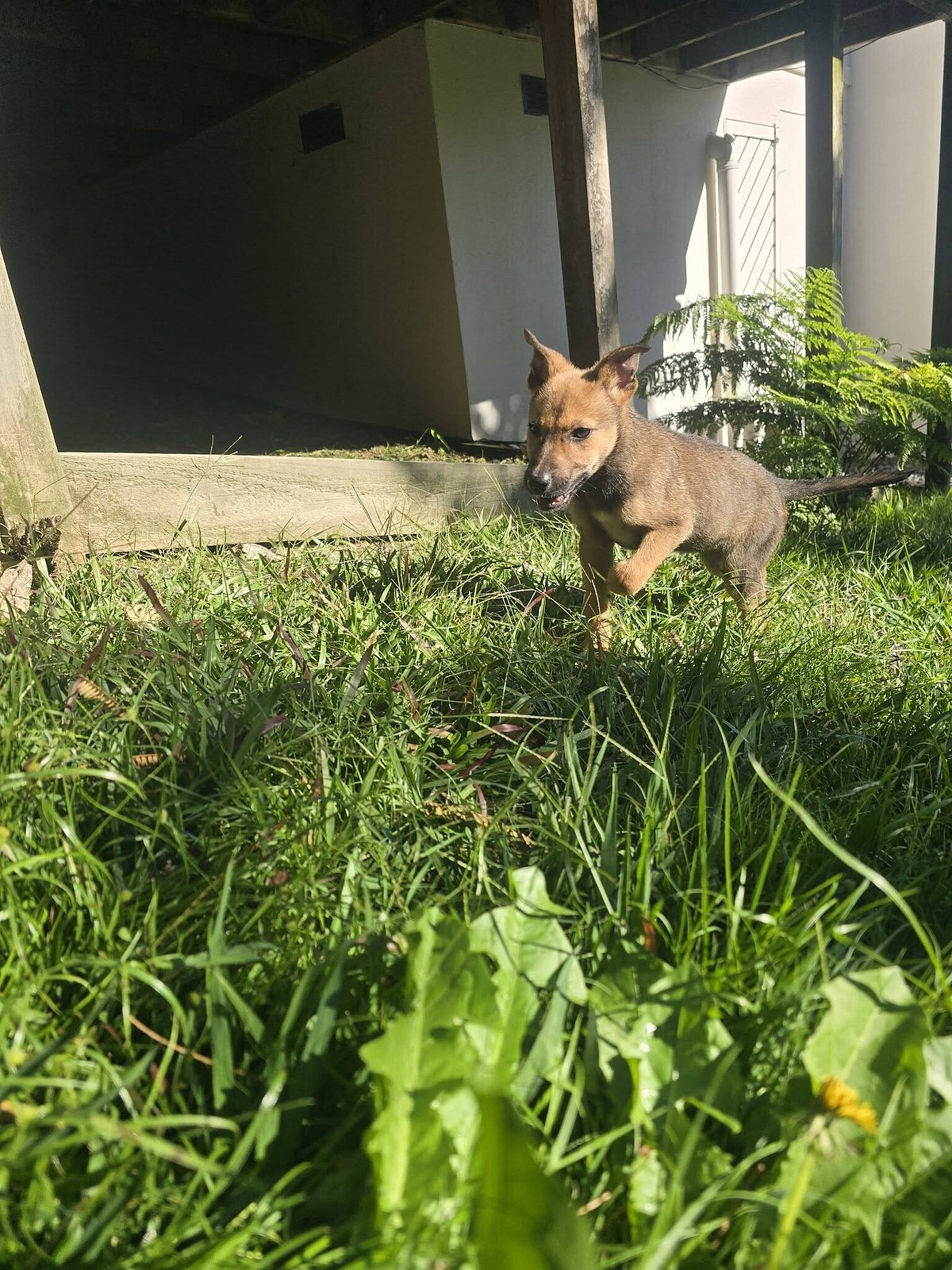 Bobbin | The Dog Rescue Project