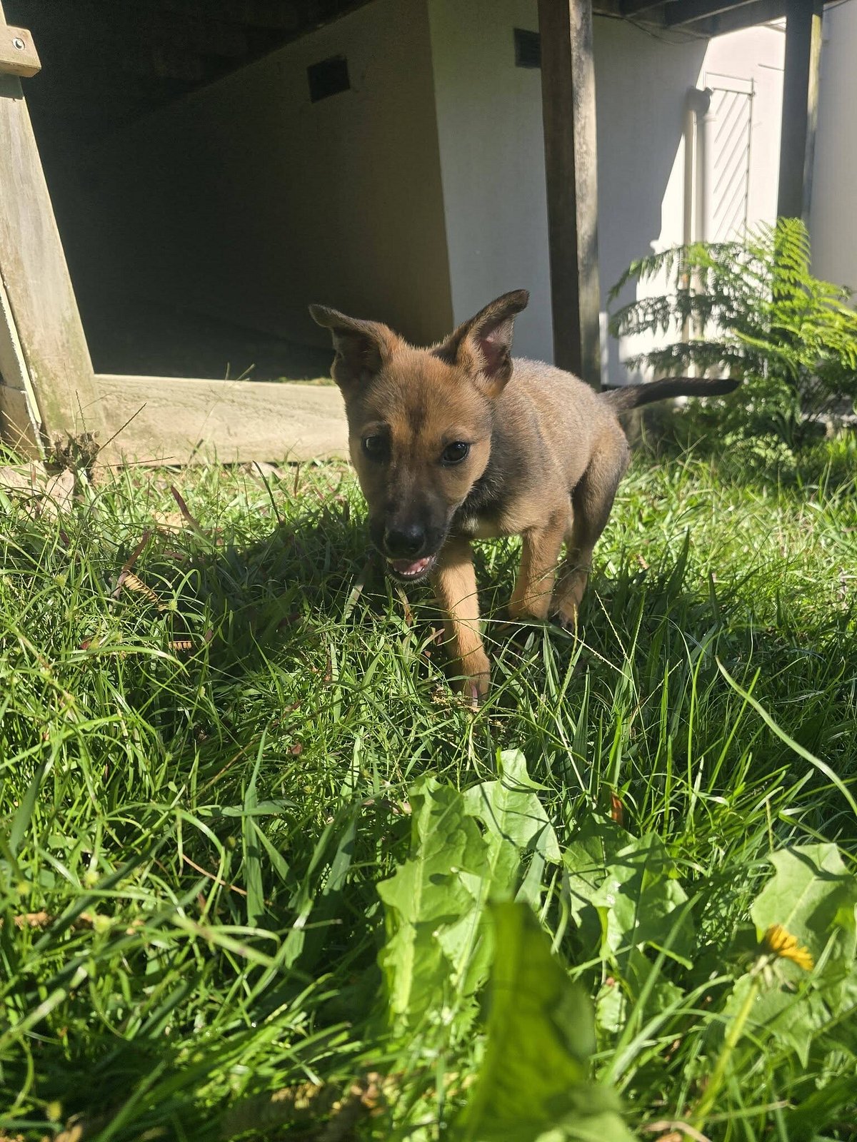 Bobbin | The Dog Rescue Project