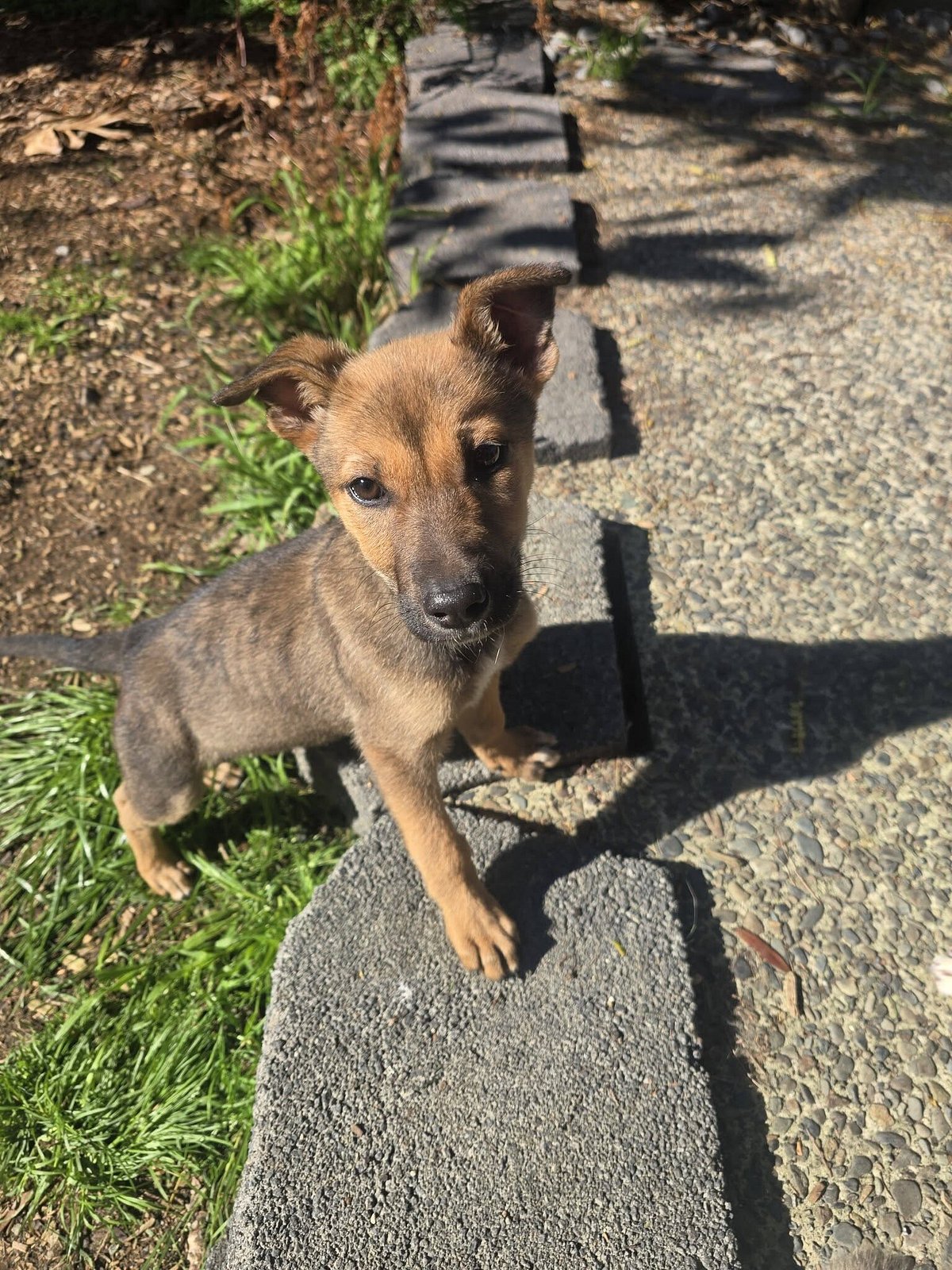 Bobbin | The Dog Rescue Project
