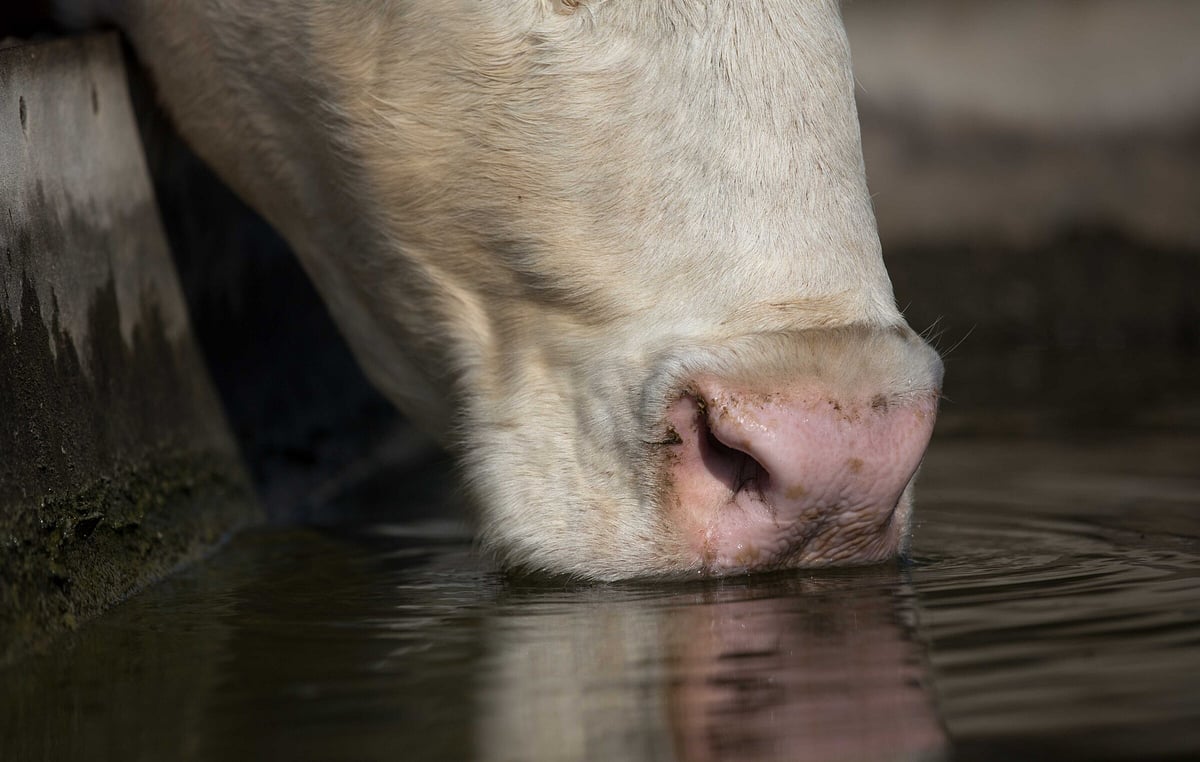 Magnesium supplementation - not just for dairy cows | Vet Clinic ...