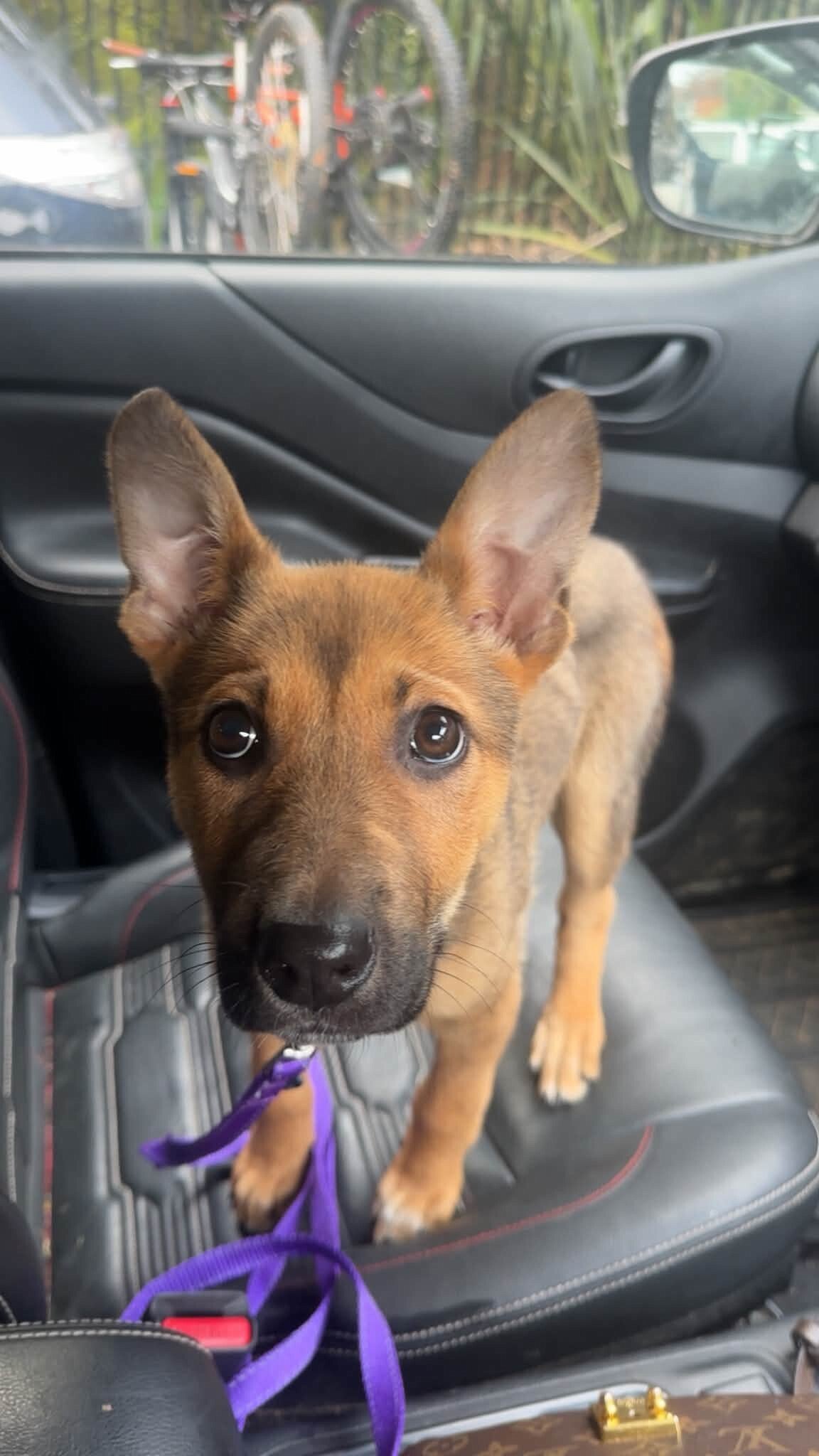 Dogs for Adoption | The Dog Rescue Project