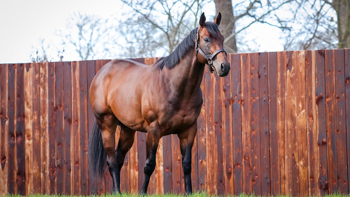 Which sires produce the best wet-track performers? | New Zealand ...